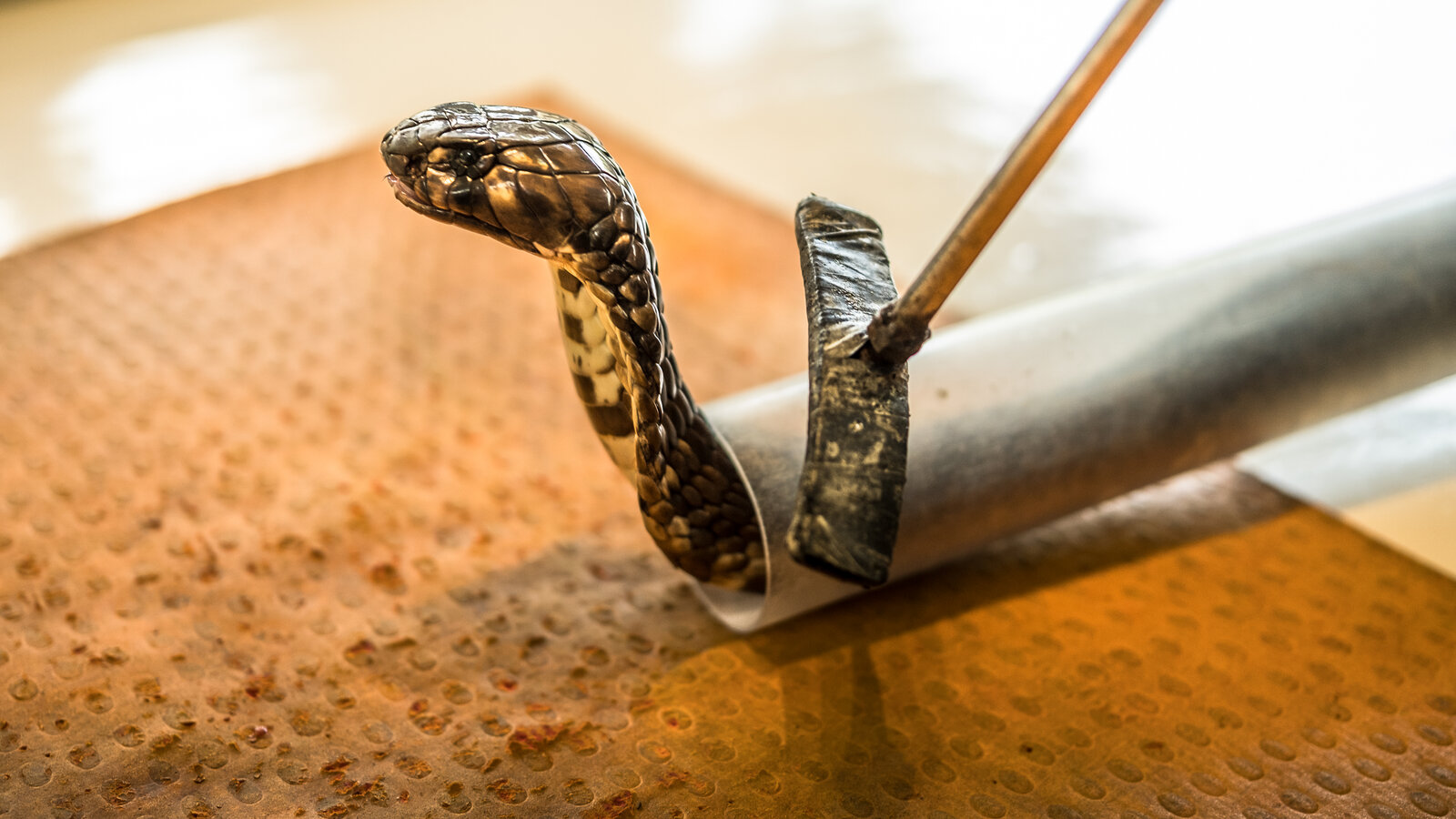 Konsumuan drekën ku u gjet një gjarpër i ngordhur, ja se çfarë u ndodhi ...