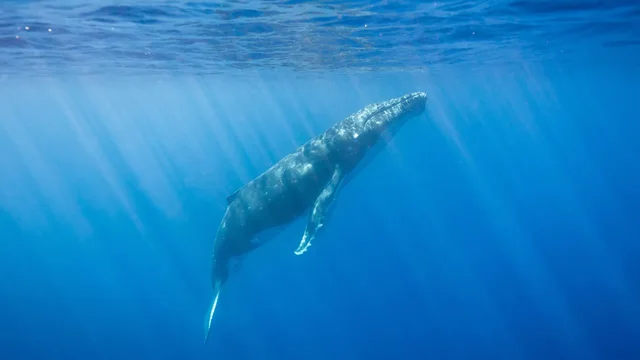 "Balenat blu ndalojnë këngën dhe po heshtin!" Shkencëtarët: Kjo është ...