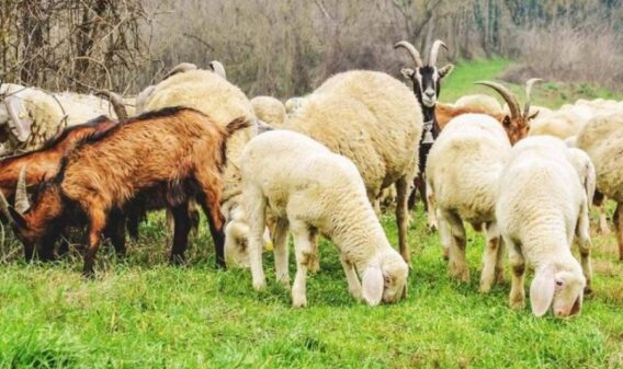 NDALOHET shitja e dhenve e dhive në territorin shqiptar | Gazeta Shqip
