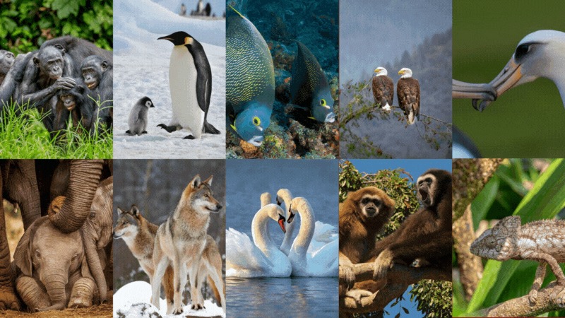 Nga ujqërit te shqiponjat, njihuni me 10 kafshët më romantike të botës ...