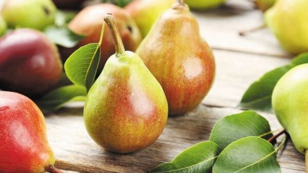 Çfarë i ndodh organizmit nëse hani një dardhë në ditë | Gazeta Shqip