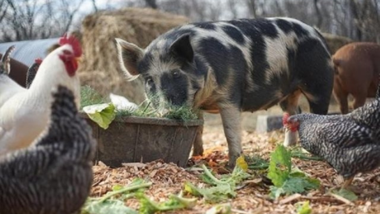 “Murtaja Afrikane”, Shqipëria ndalon importin e derrave dhe pulave nga ...