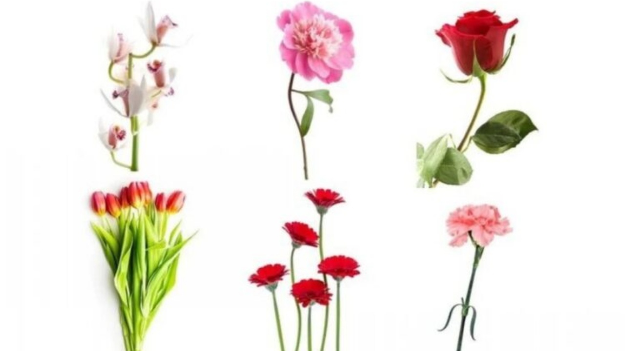 Zgjidhni një lule dhe zbuloni se çfarë thotë ajo për karakterin tuaj ...