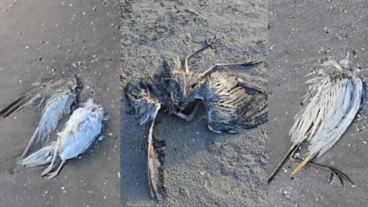 Zbulohet shkaku, ja pse ngordhën shpendët në plazhin e Vlorës | Gazeta ...