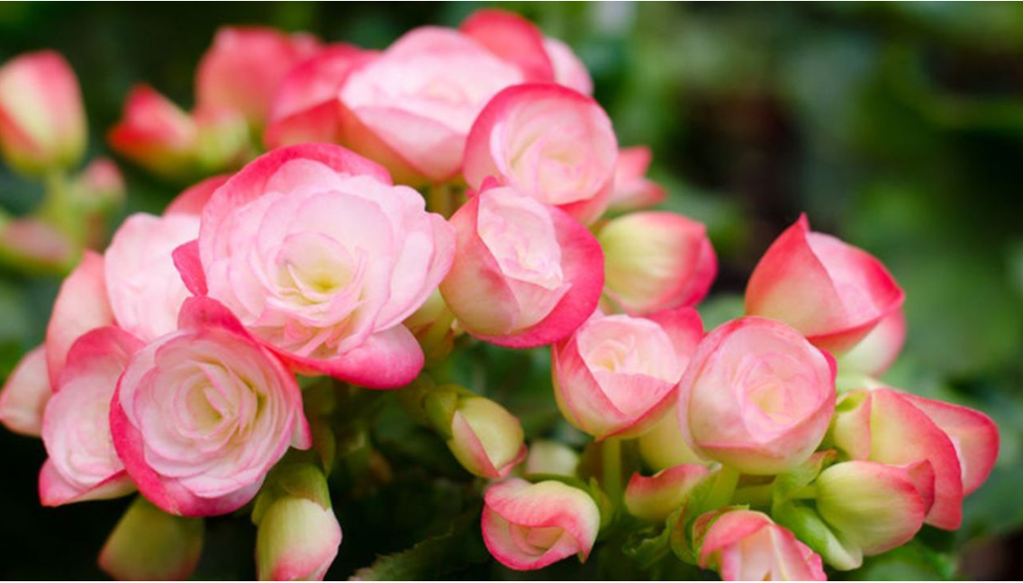 E njihni këtë lule? Begonia e Shqipërisë dhe vlerat e paimagjinueshme ...