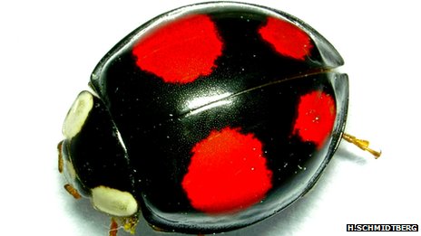 Nusepashka aziatike pushton Europën | Gazeta Shqip