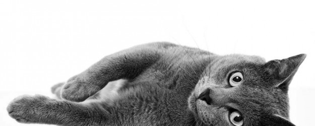 Macet më të shtrenjta në botë | Gazeta Shqip