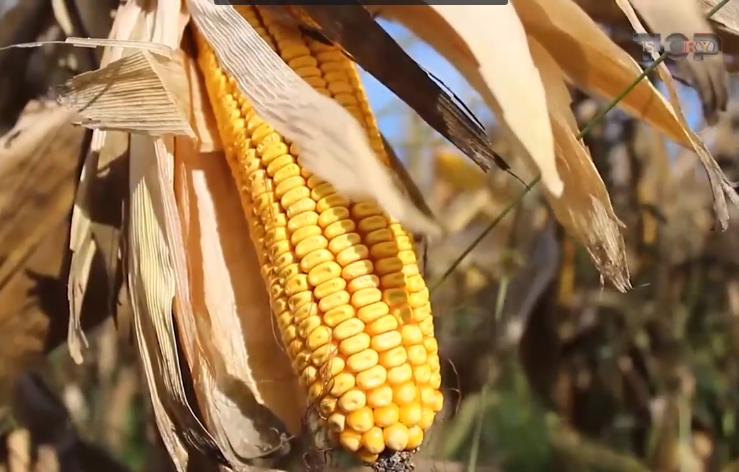 “Hormon” edhe te drithërat - Misri dhe gruri të kontaminuara me ...